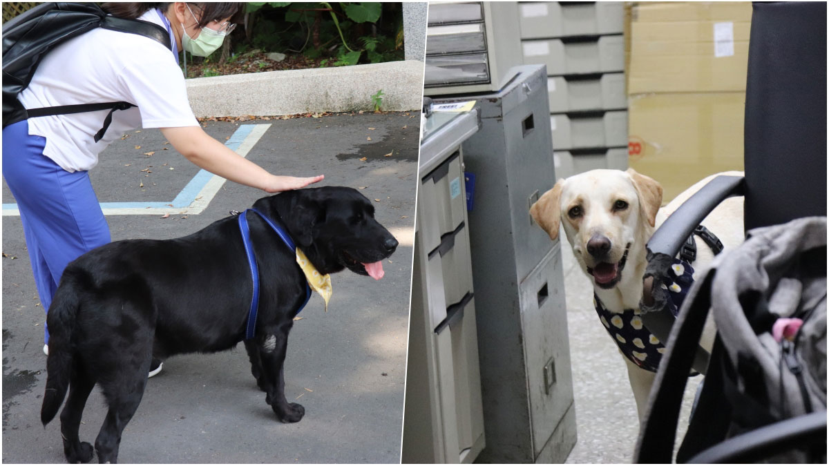 海關緝毒犬改行當校犬 威風不減 還會管秩序！ - 動物友善網