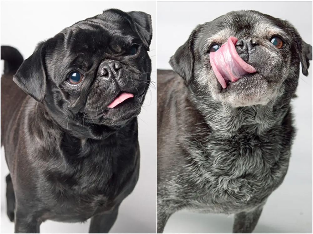 美國寵物攝影師拍攝「狗歲月」 紀錄牠們的生命歷程 - 動物友善網